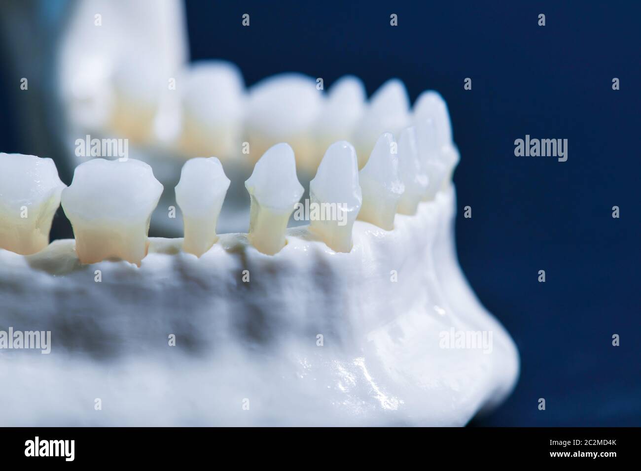 Lower human jaw with teeth anatomy model Stock Photo - Alamy