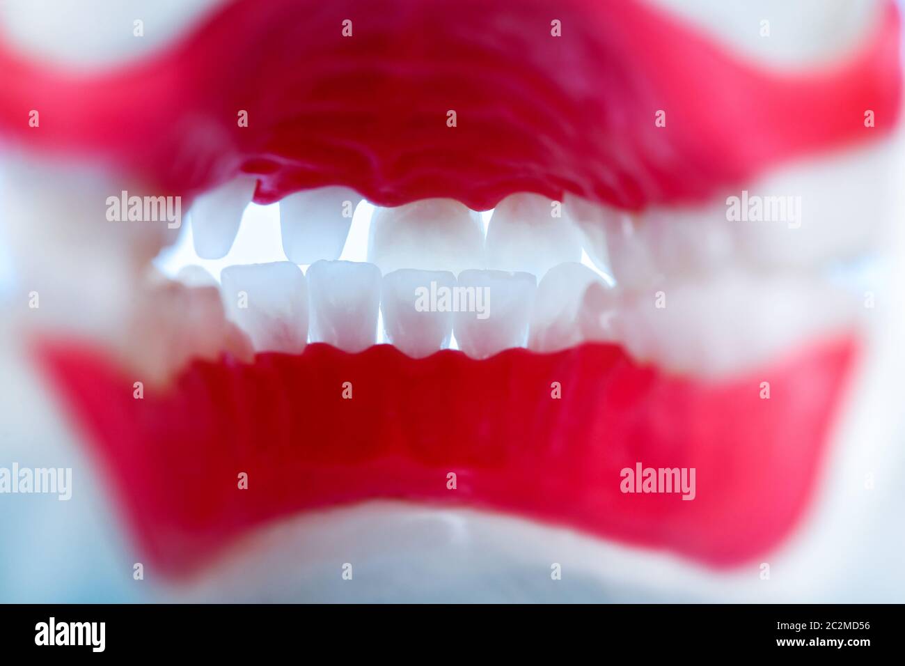 inside view of human jaw with teeth and gums anatomy model Stock Photo ...