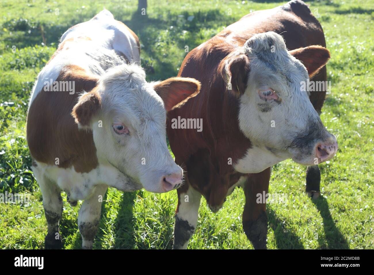 two young twin cows standing on a field Stock Photo - Alamy