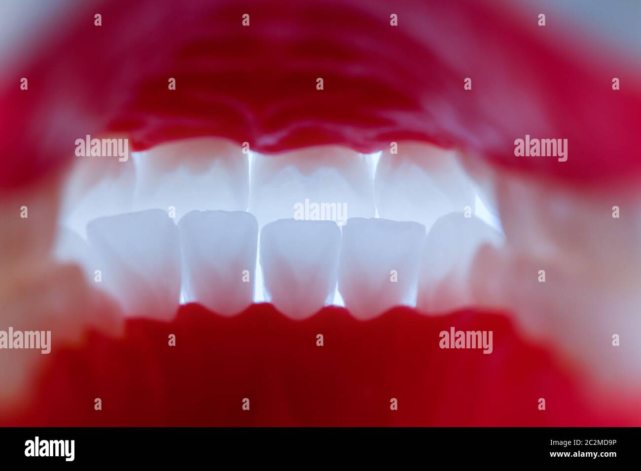 inside view of human jaw with teeth and gums anatomy model Stock Photo ...