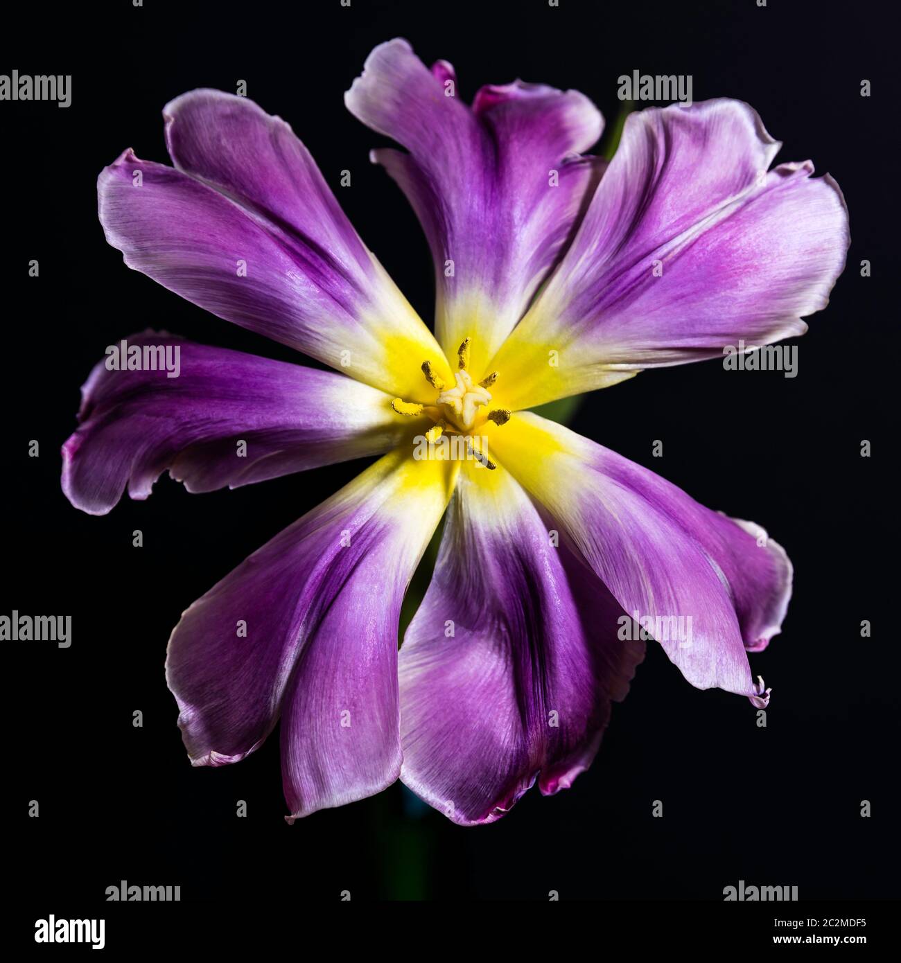 Open parrot tulip blossom hi-res stock photography and images - Alamy