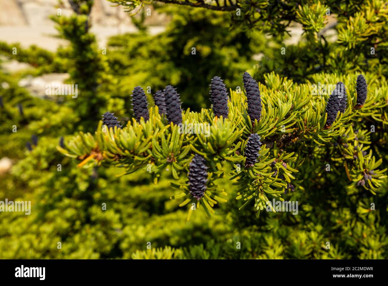 Fir cone hi-res stock photography and images - Alamy