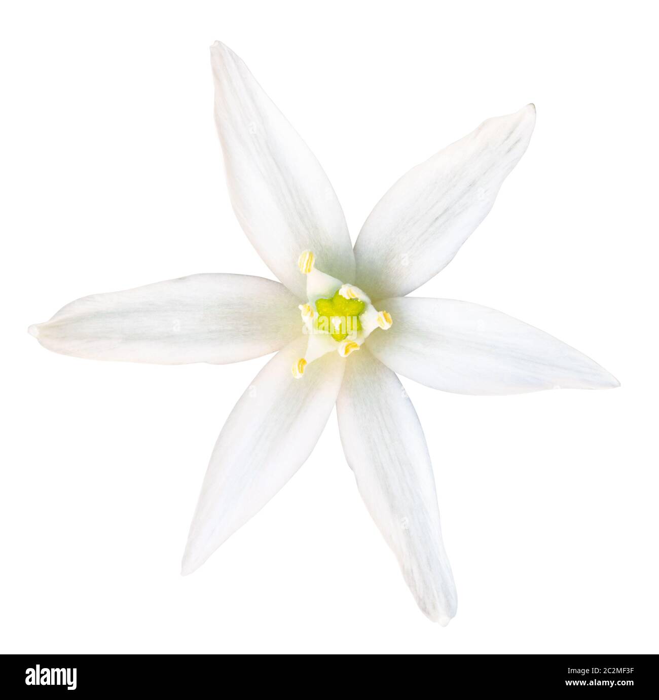 Wonderful medicinal plant Cut Out Stock Images & Pictures - Alamy