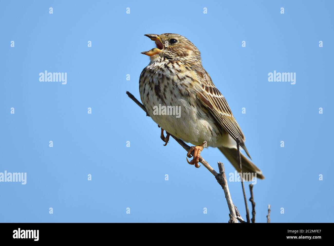 Emberizidae bunting hi-res stock photography and images - Alamy