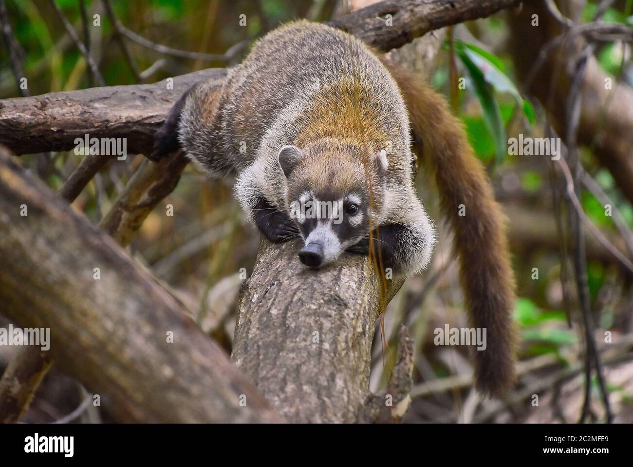 Nasua and nasuella hi-res stock photography and images - Alamy
