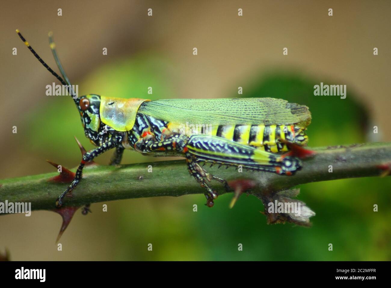 Grille insect hi-res stock photography and images - Alamy