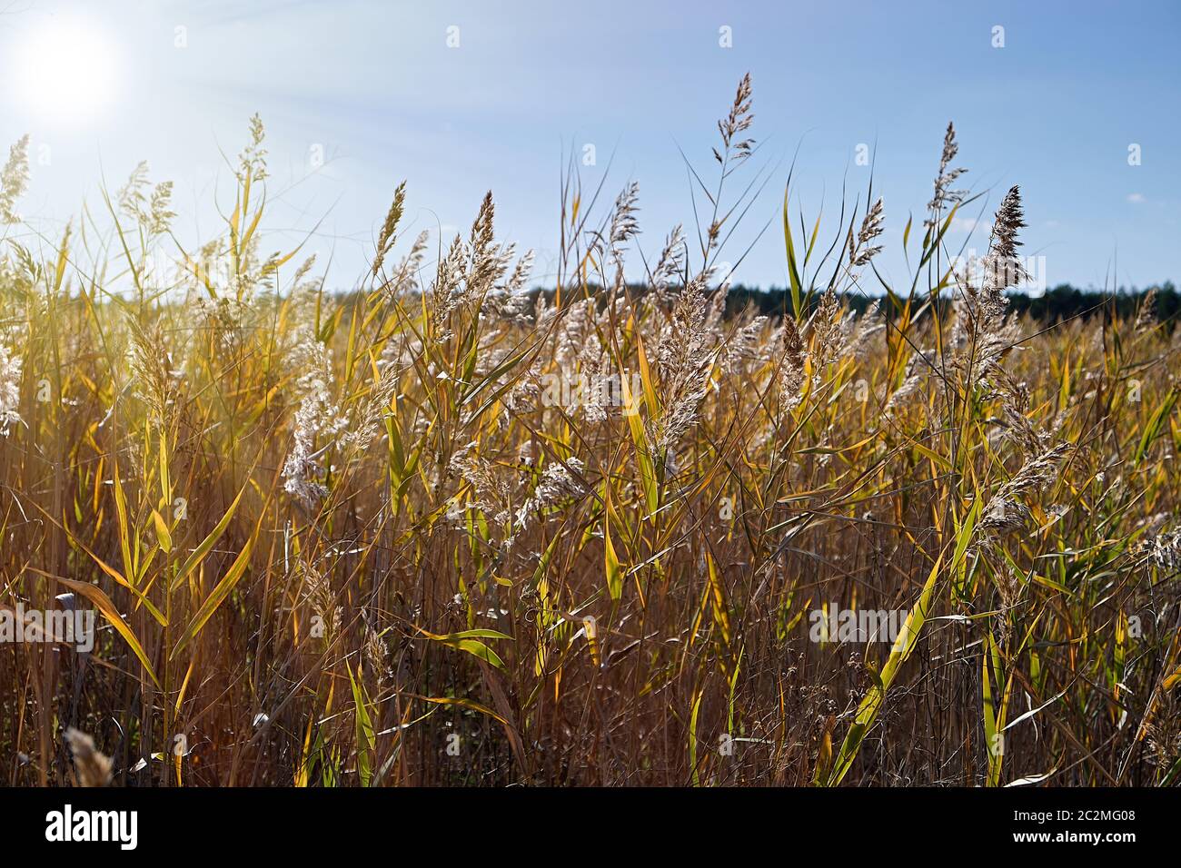 dry stalks of reeds at the pond sway in the wind on an autumn day ...