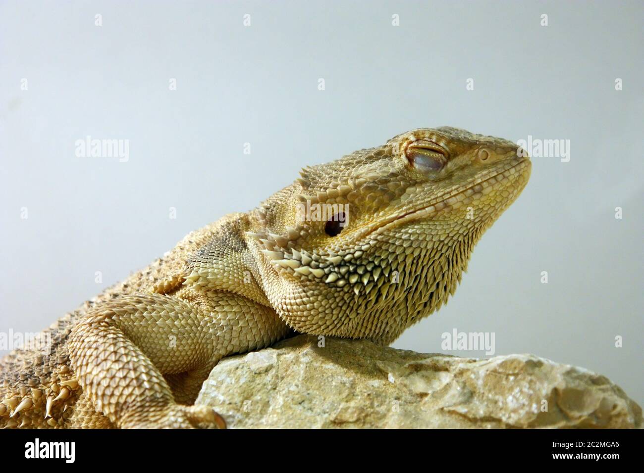 Central bearded dragon (pogona vitticeps), is a species of agamid ...
