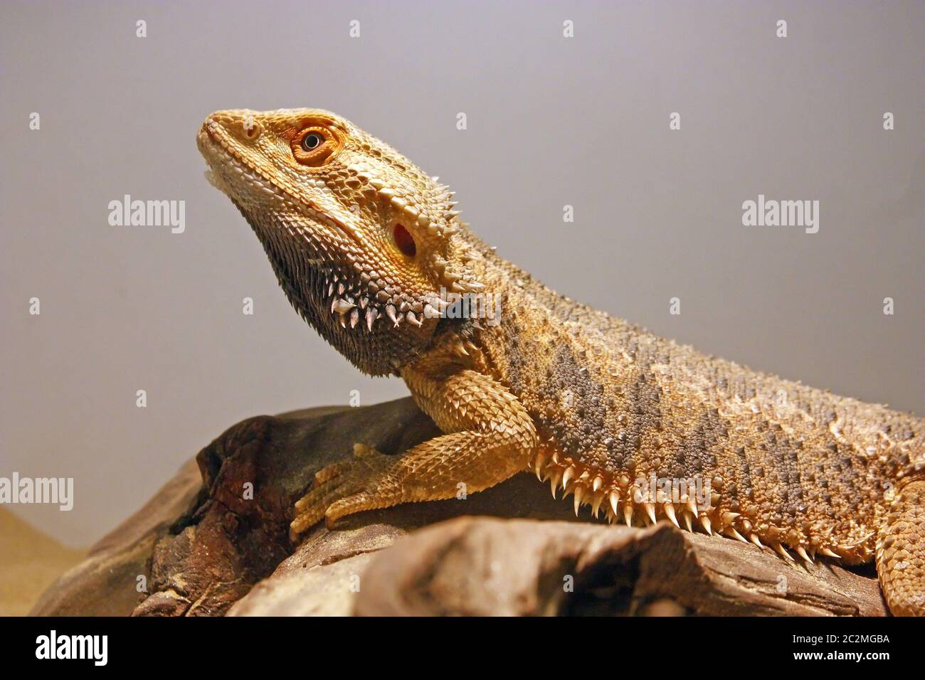 Central bearded dragon (pogona vitticeps), is a species of agamid ...