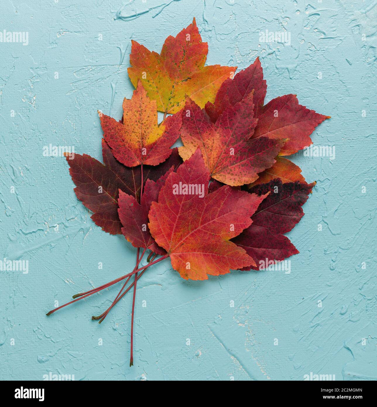 Maple leaves composition hi-res stock photography and images - Alamy