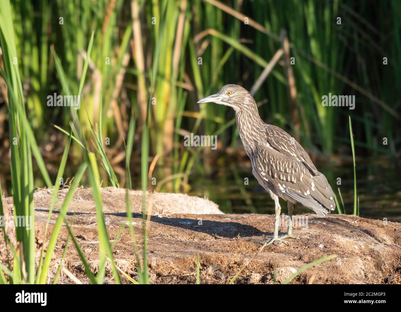 A juvenile Black-crowned Night Heron, Nycticorax nycticorax, stands on ...