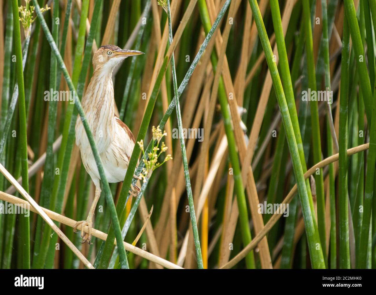 A female Least Bittern, Ixobrychus exilis, perches in reeds in the ...
