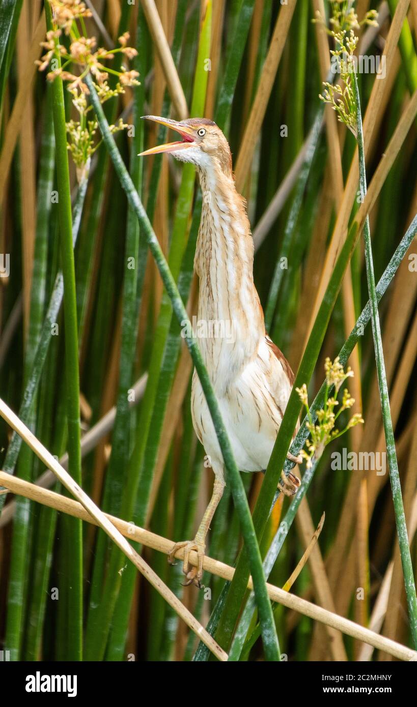 A female Least Bittern, Ixobrychus exilis, perches in reeds in the ...