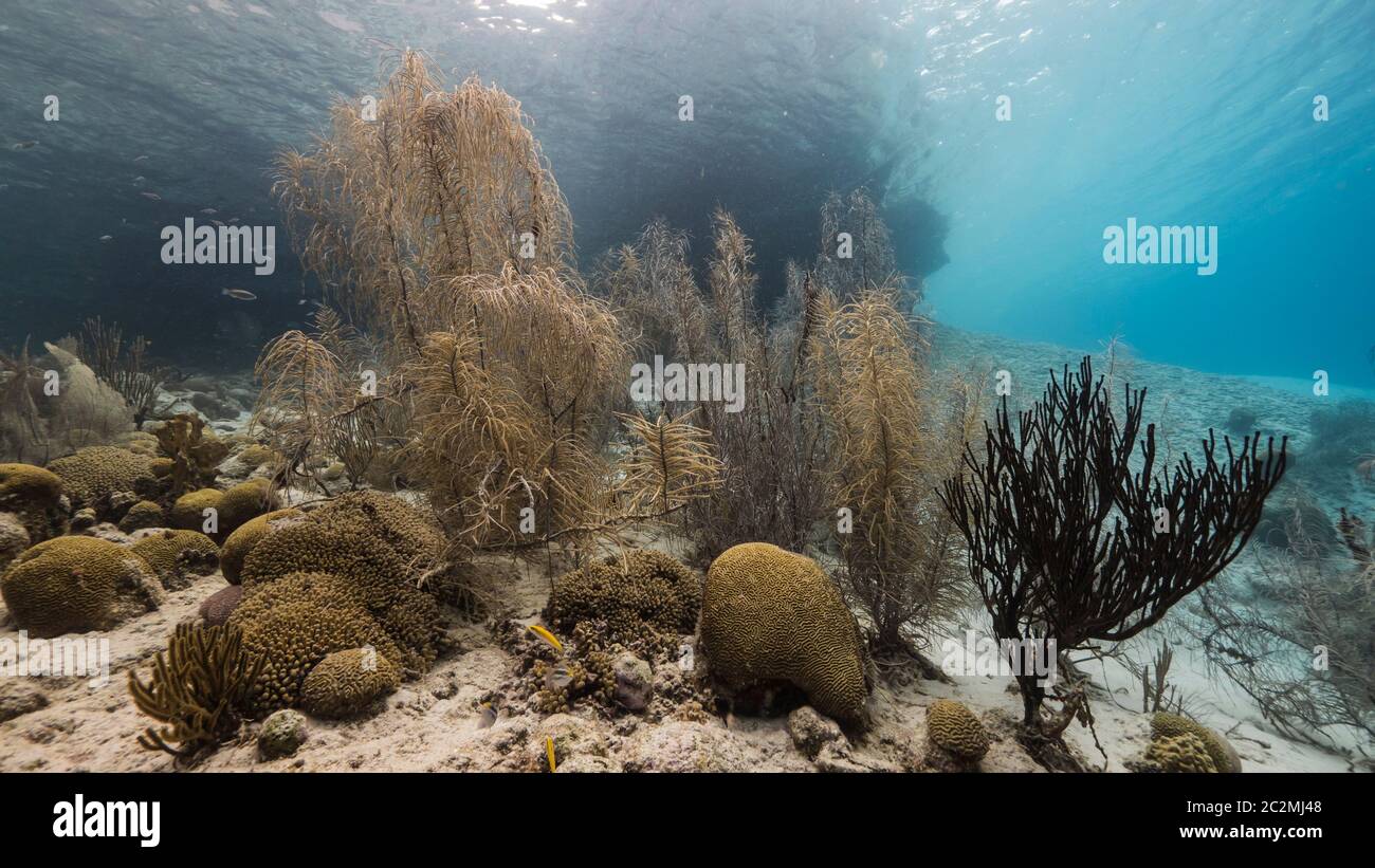 Curacao underwater view hi-res stock photography and images - Alamy