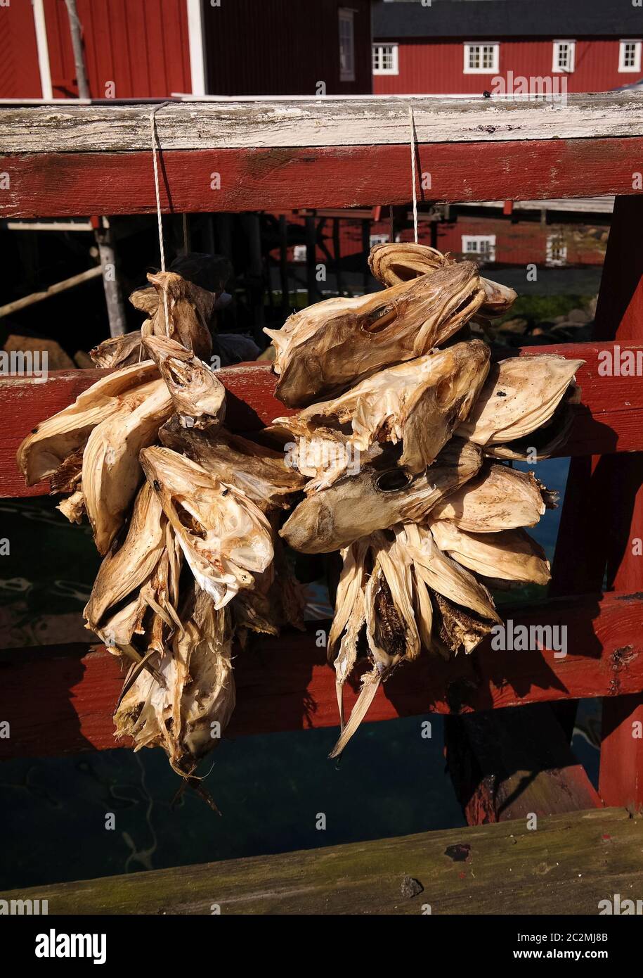 Dried codfish in the Nusfjord village , flakstadoya Island , Lofoten ...