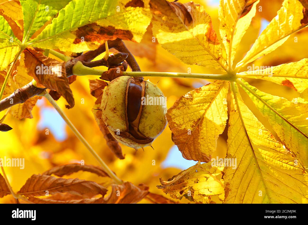 ripe chestnuts on a chestnut tree in October Stock Photo - Alamy
