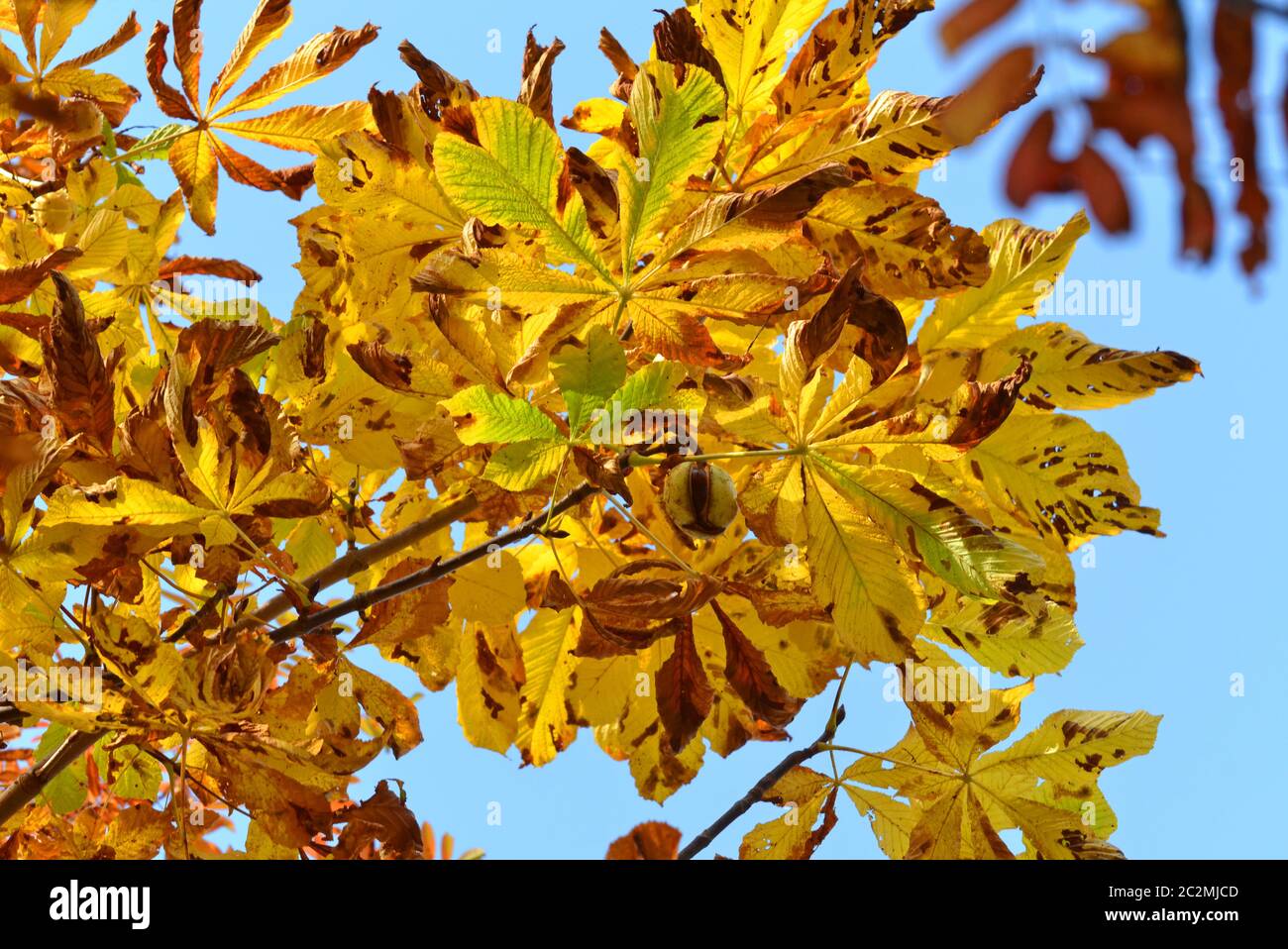 Fruit tree roots hi-res stock photography and images - Alamy