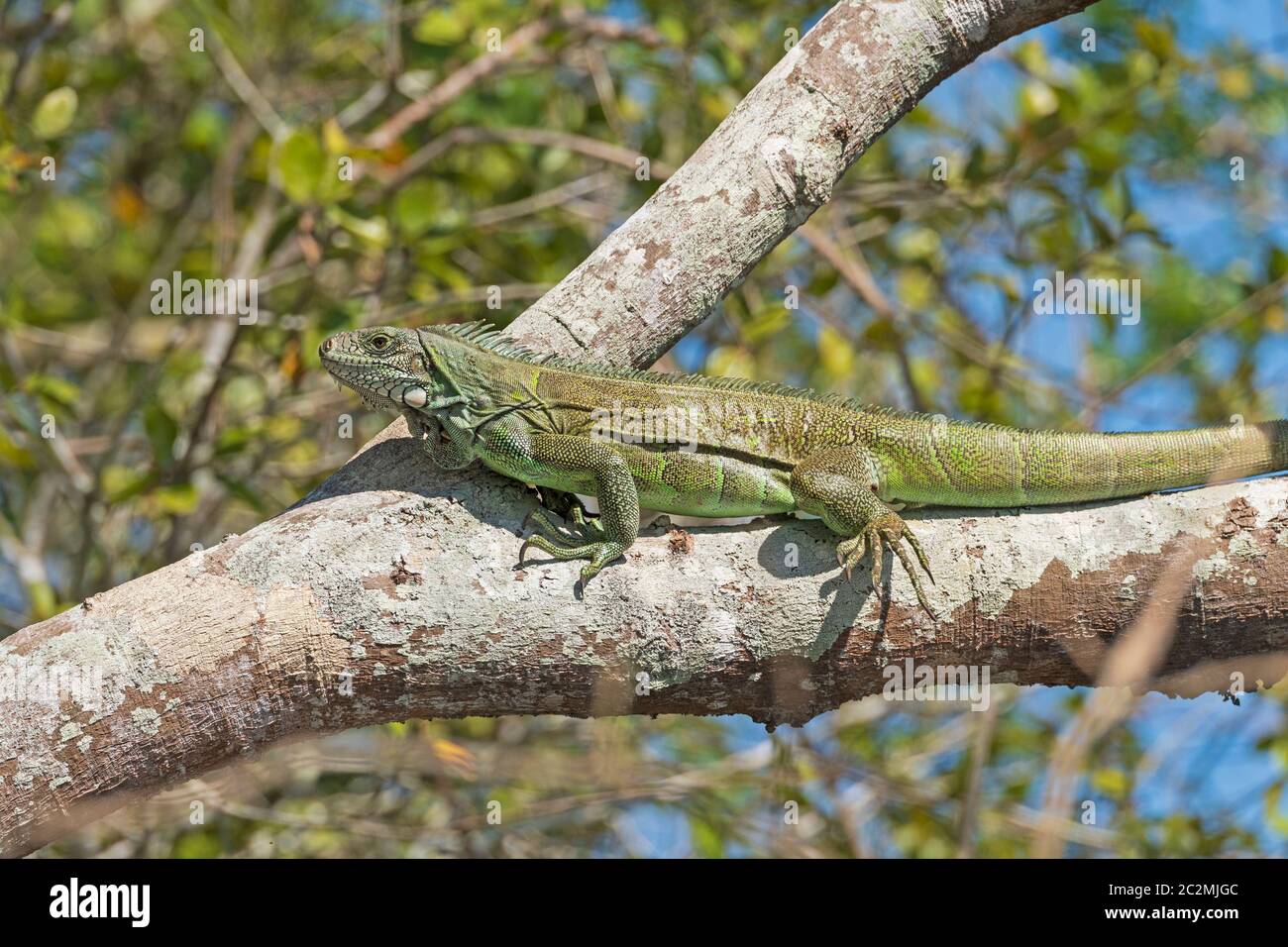 Green Iguana in a Pantanal Tree in Pantanal National Park in Brazil ...