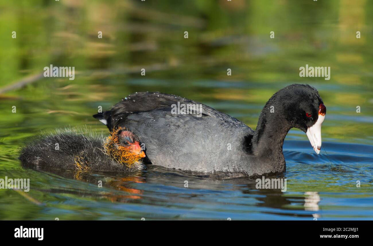 Juvenile american coot hi-res stock photography and images - Alamy