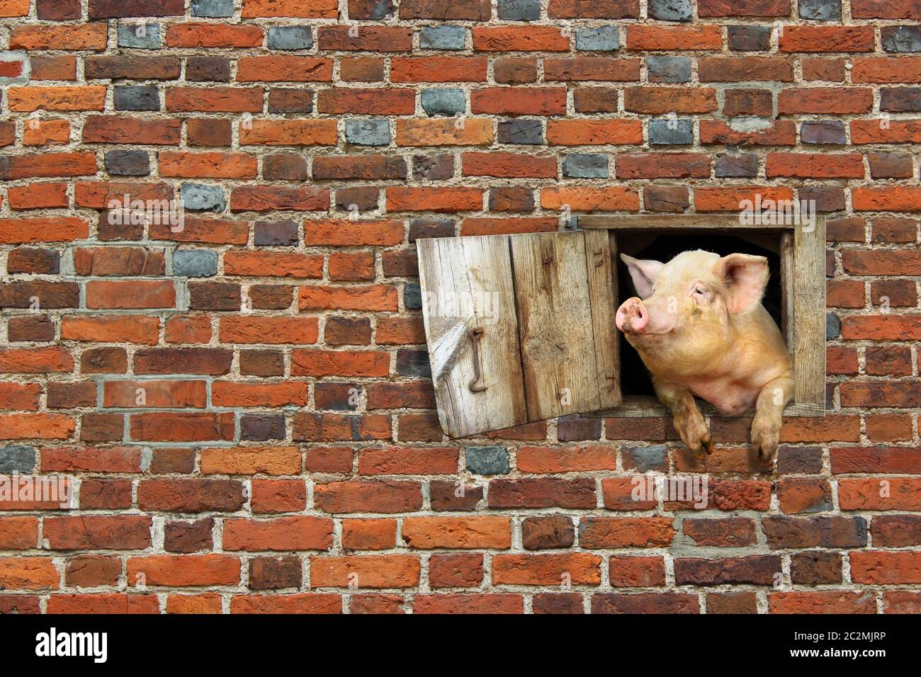 pig looks out from window of shed on the brick wall Stock Photo - Alamy