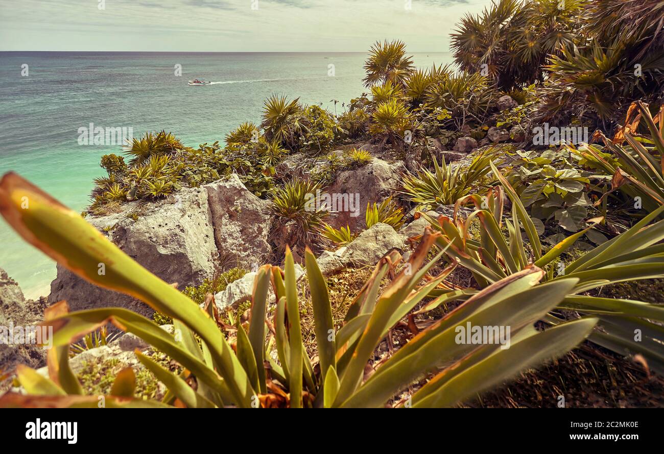 Aloe vera plants in the foreground open the view of the Caribbean sea ...