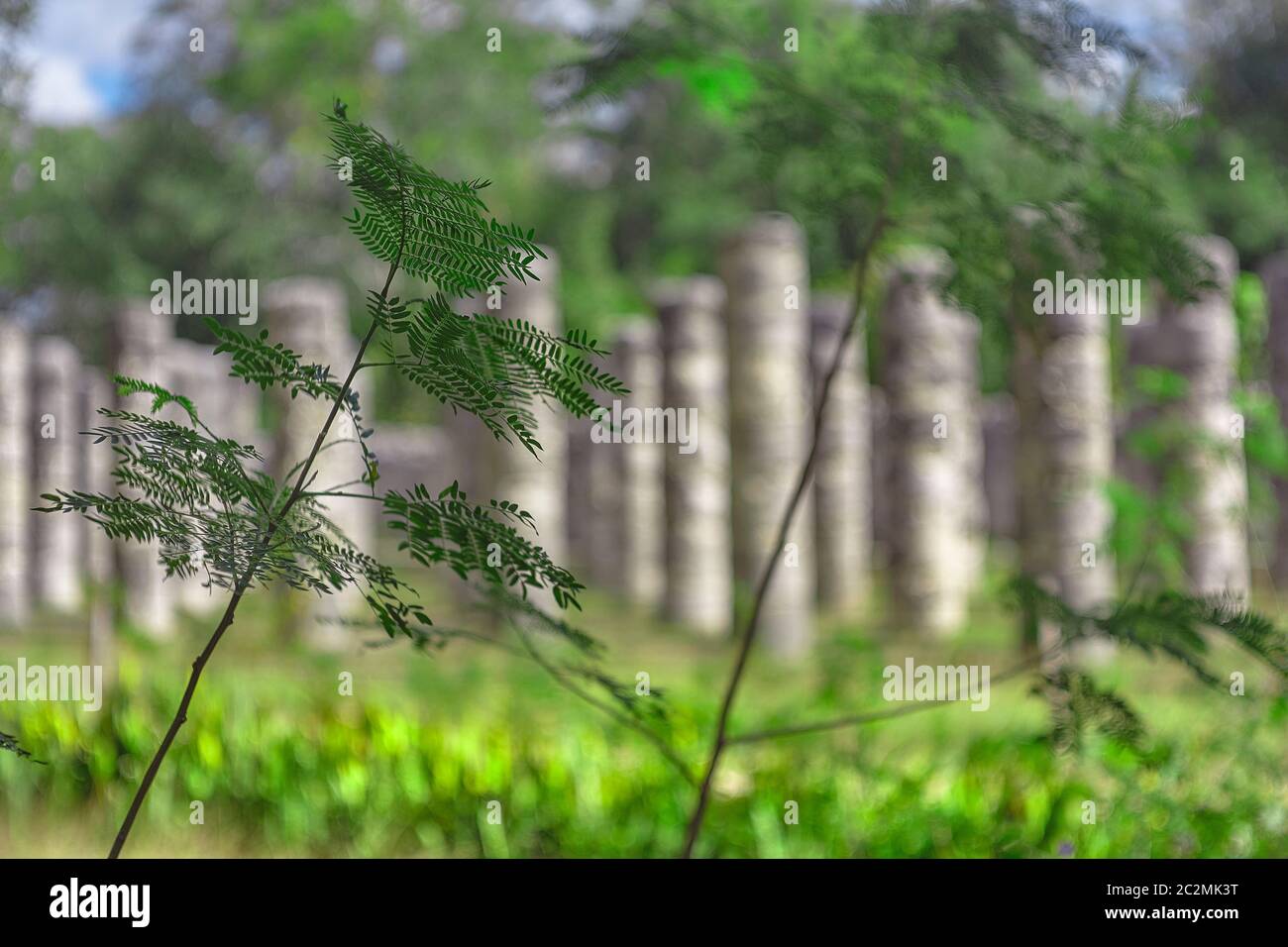 Detail of a Fern plant growing in the Yucatan Peninsula in Mexico Stock ...