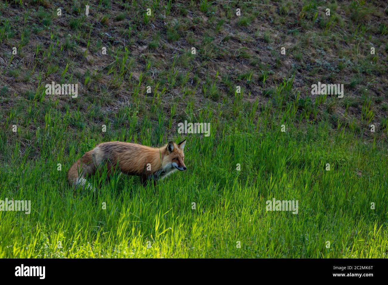 Red fox on a meadow hi-res stock photography and images - Alamy