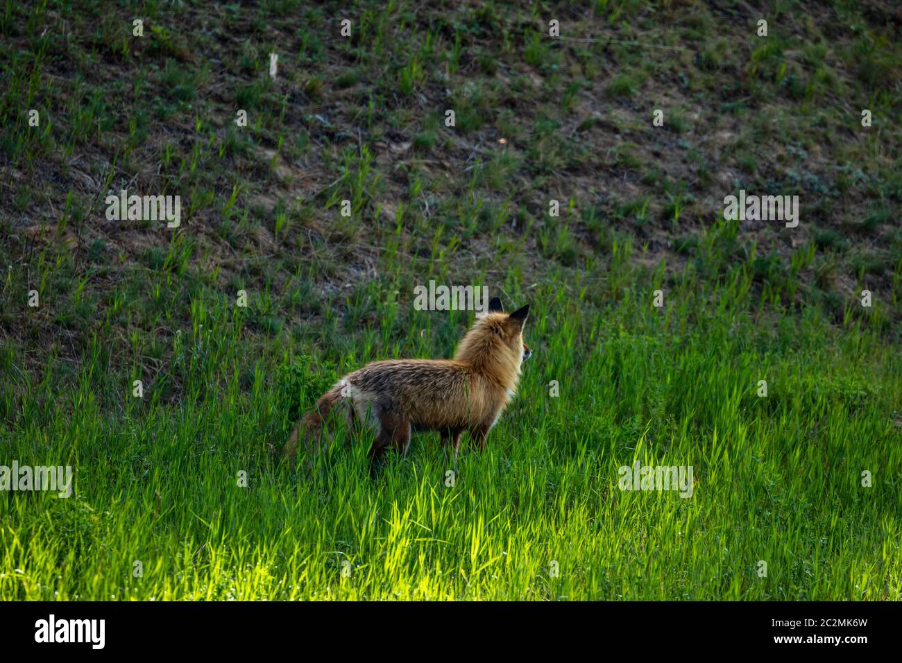 Red fox on a meadow hi-res stock photography and images - Alamy