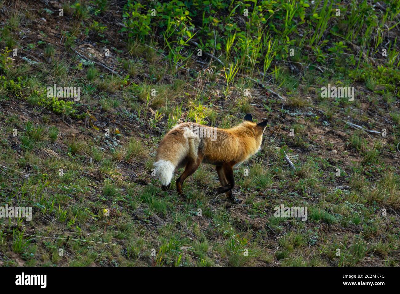 Red fox on a meadow hi-res stock photography and images - Alamy