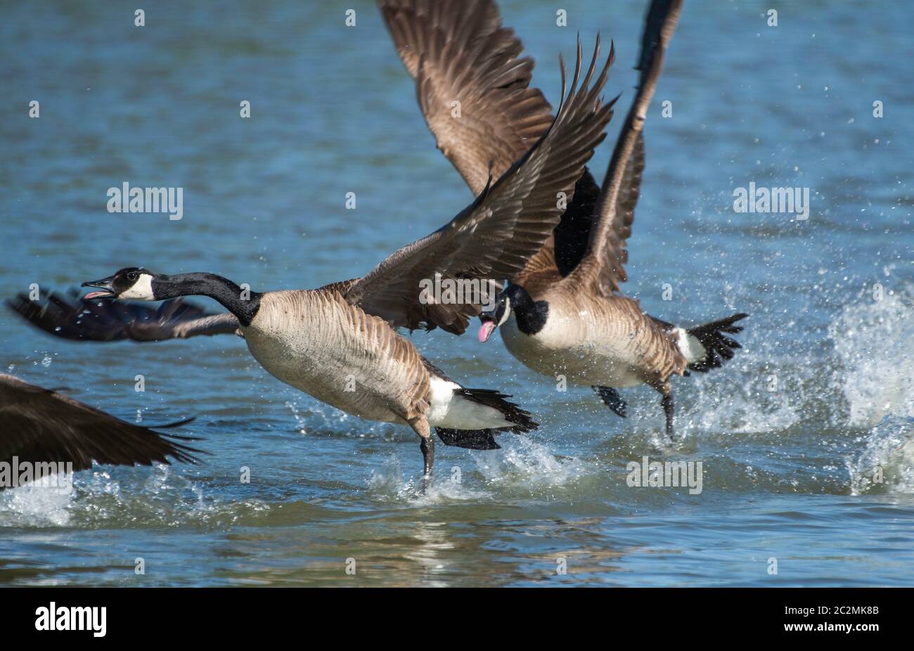 Two Canada Geese, Branta canadensis, charge at another goose in the ...