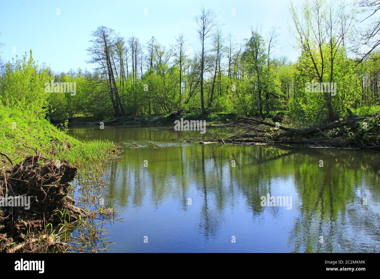Beautiful wild landscape with spring river and green trees. Spring ...