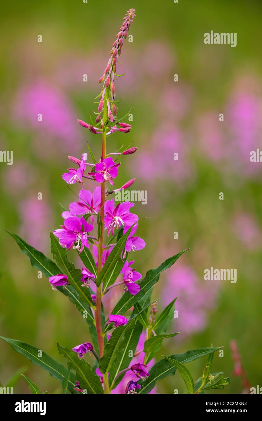 Purple highway flowers hi-res stock photography and images - Alamy