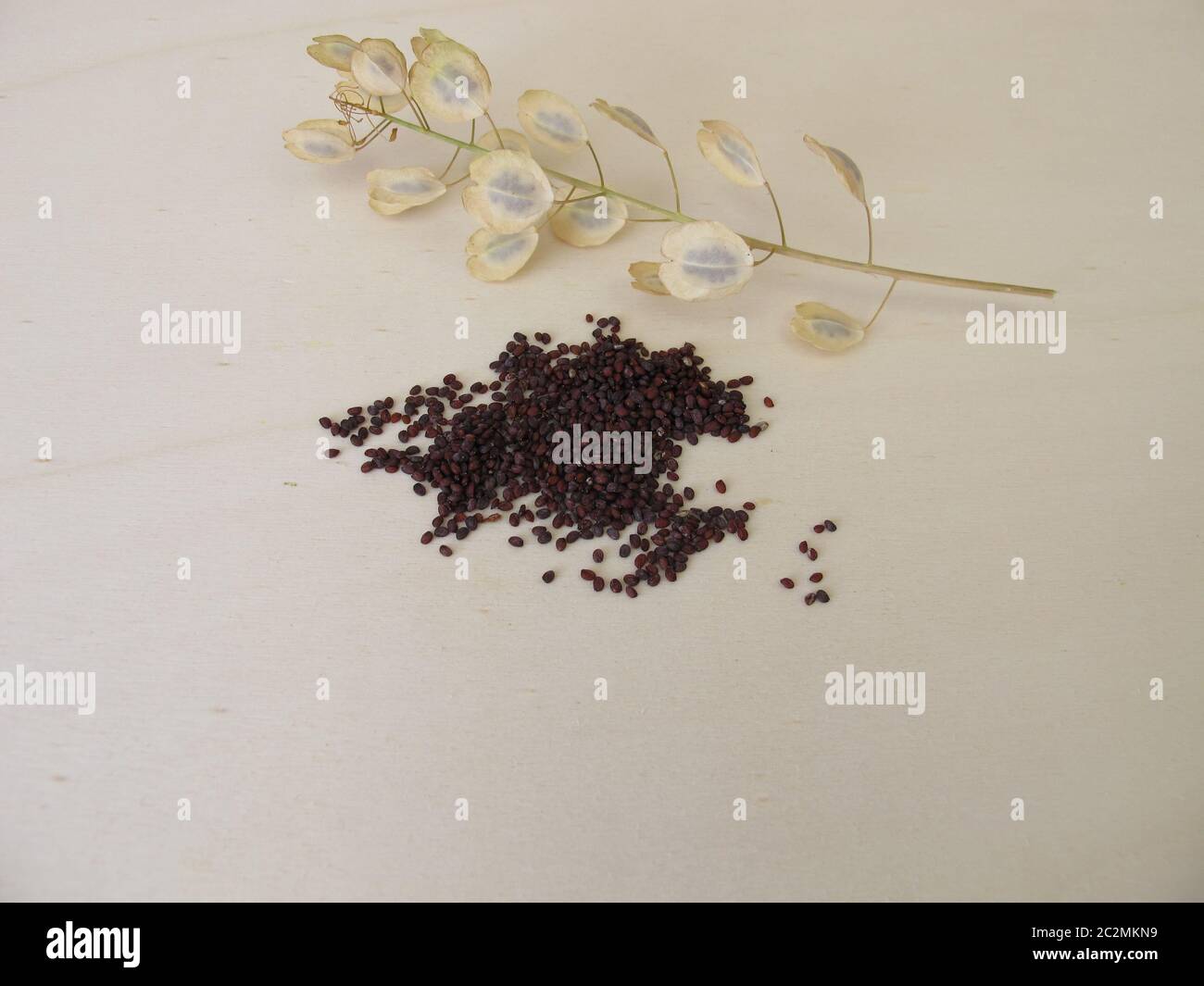 Edible brown-black seeds from field pennycress and stems with winged ...