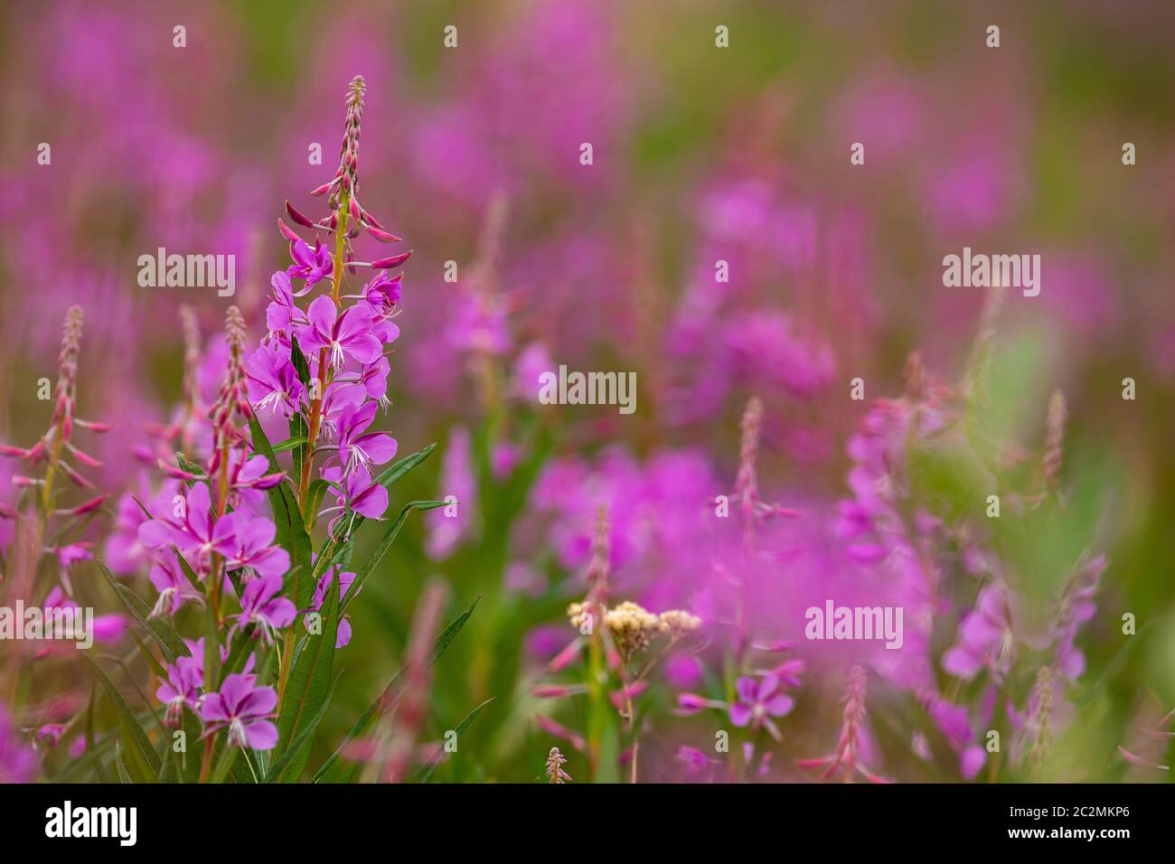 Purple highway flowers hi-res stock photography and images - Alamy