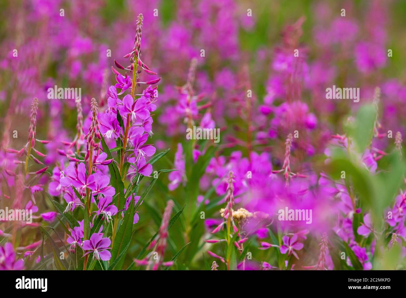 Highway flowers hi-res stock photography and images - Alamy