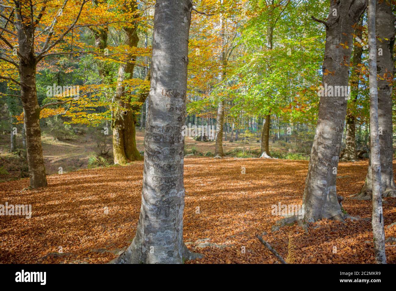 Autumn forest at Mata da Albergaria, Geres National Park, Portugal ...