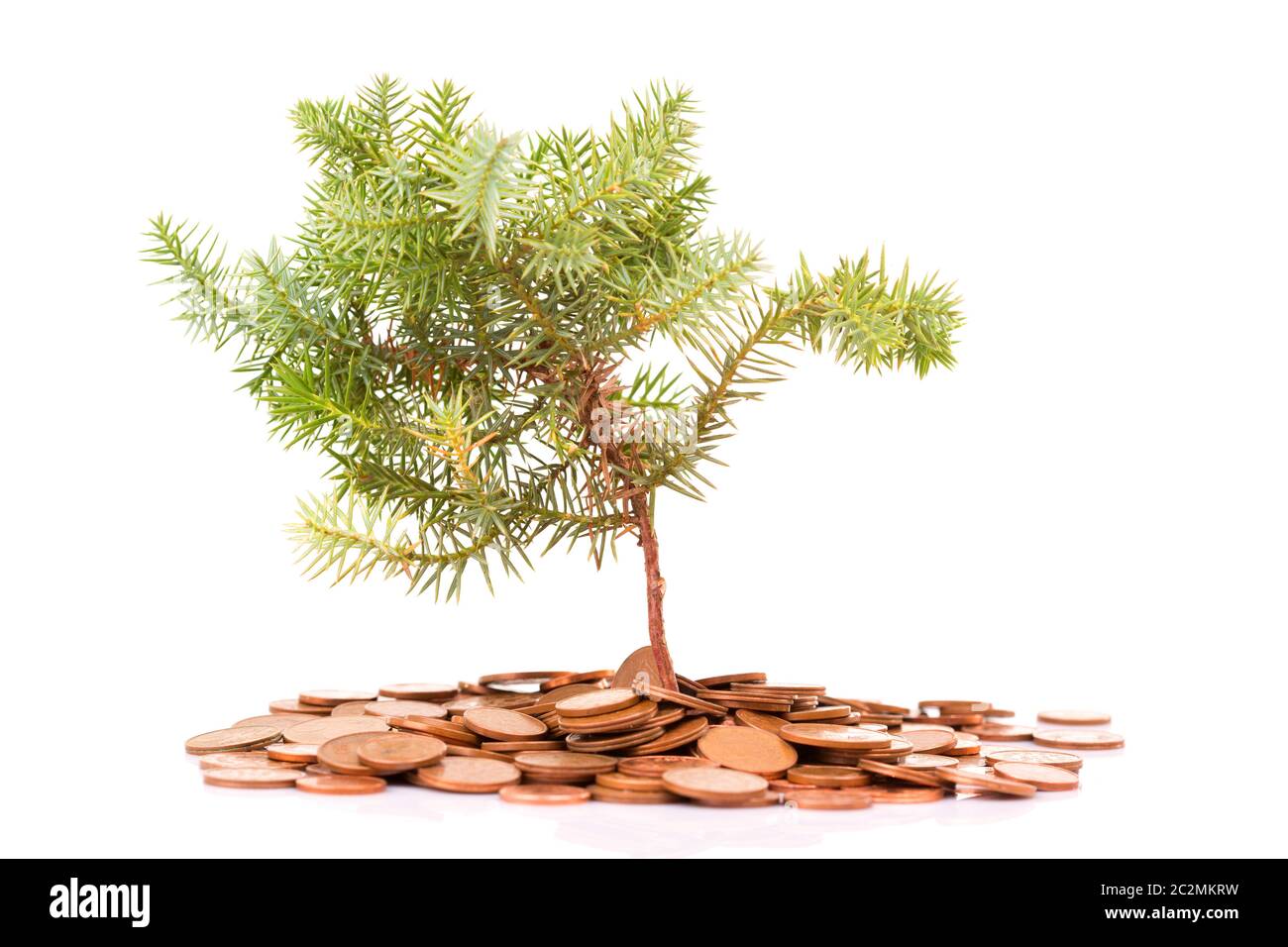 Coins and tree isolated on white background Stock Photo - Alamy