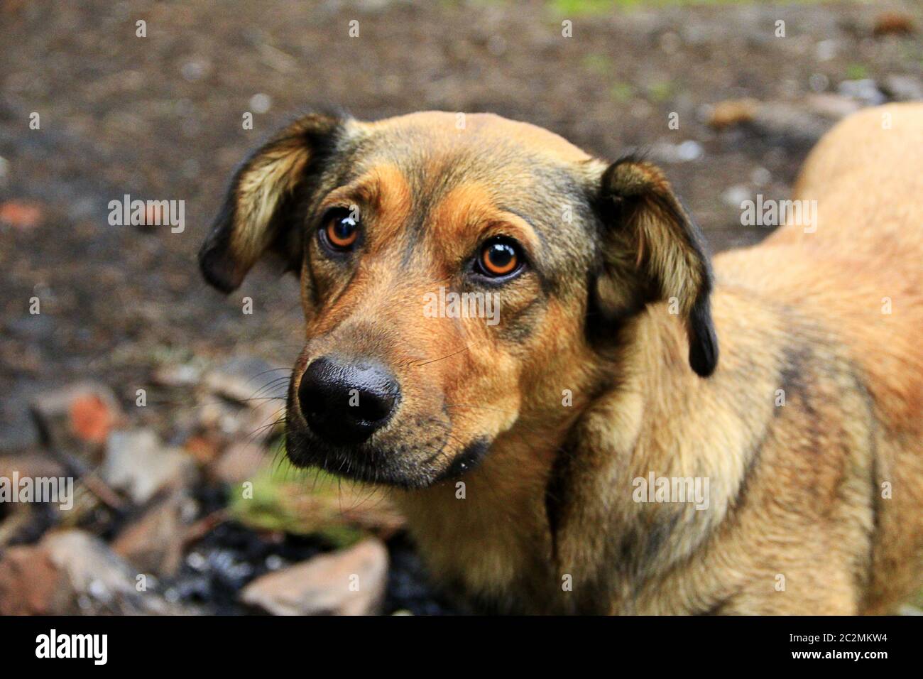 Brown sad mongrel standing on ground. Curious dog looking sadly ...