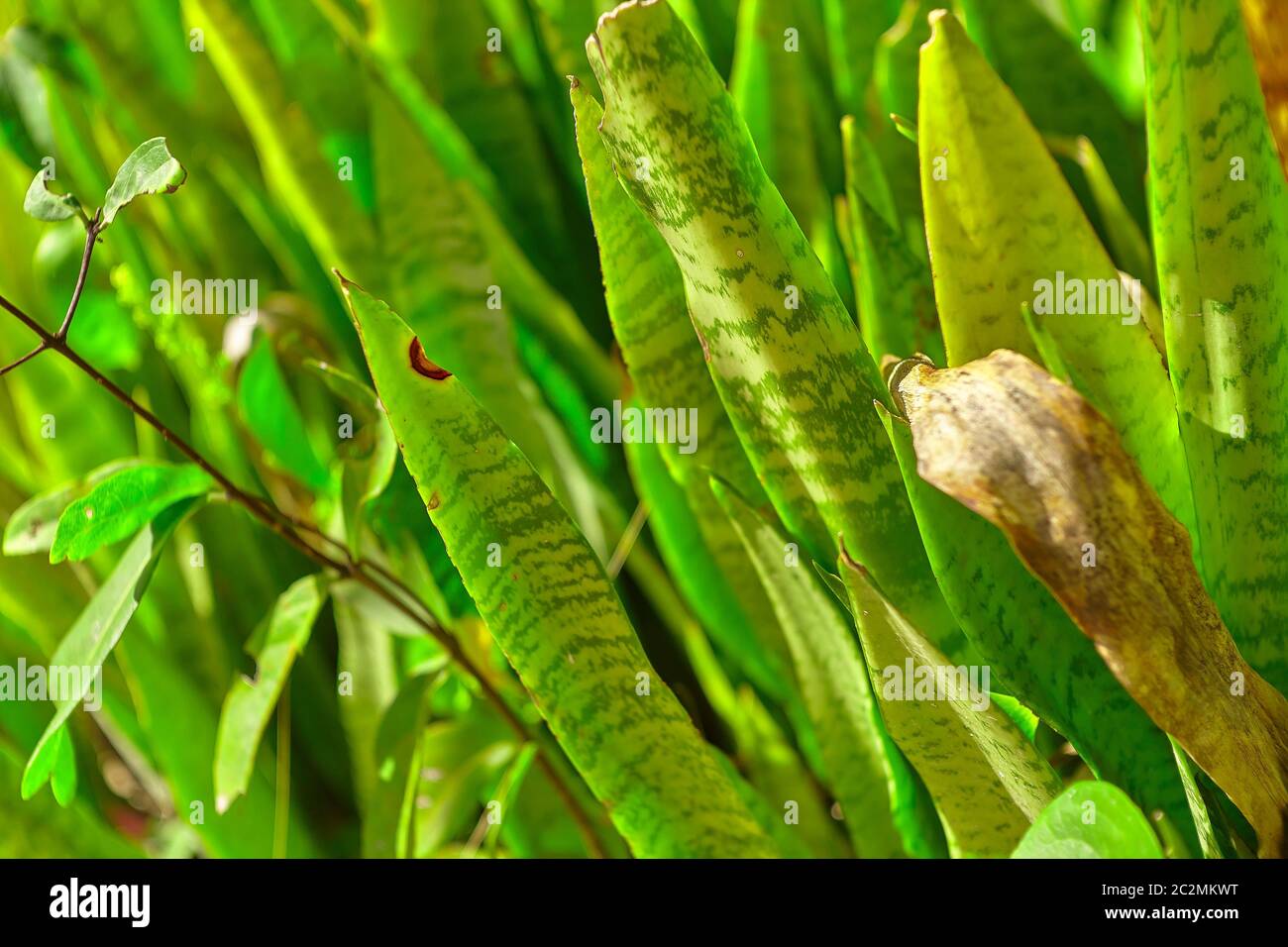 Detail of an aloe vera plant inside the archaeological complex of ...