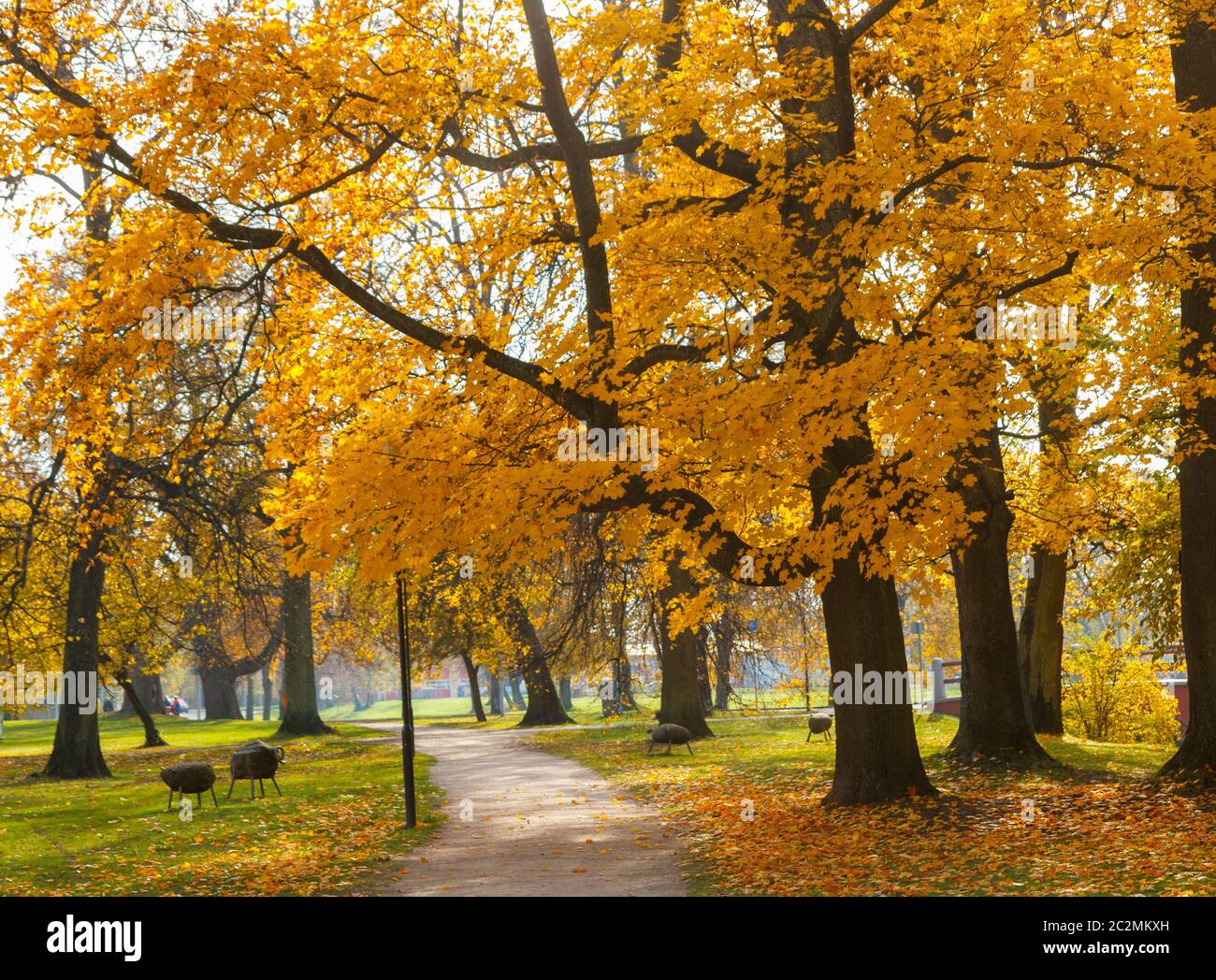 autumn park with empty pathway and yellow maple tree Stock Photo - Alamy