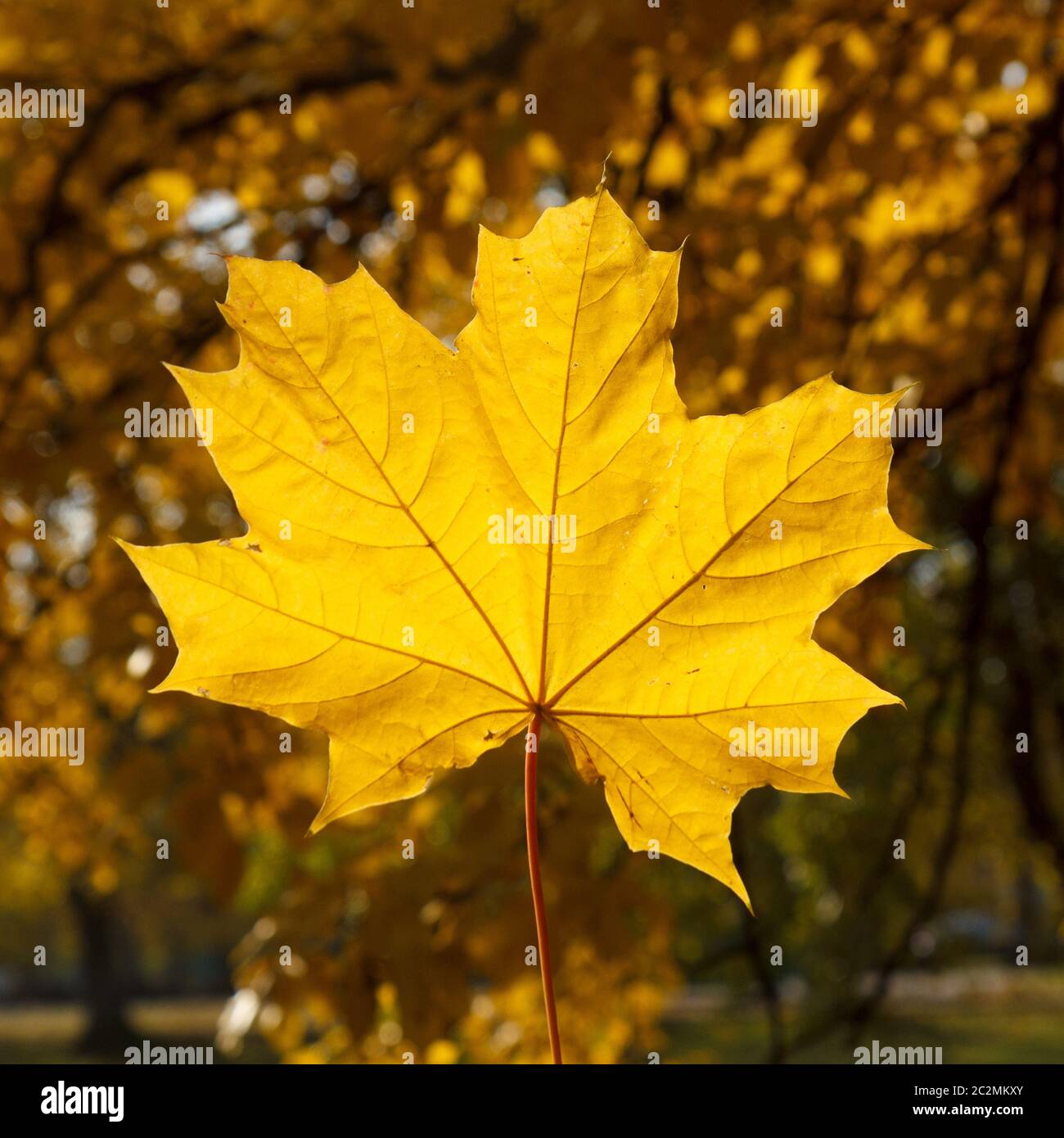 Blurred outdoor background hi-res stock photography and images - Alamy