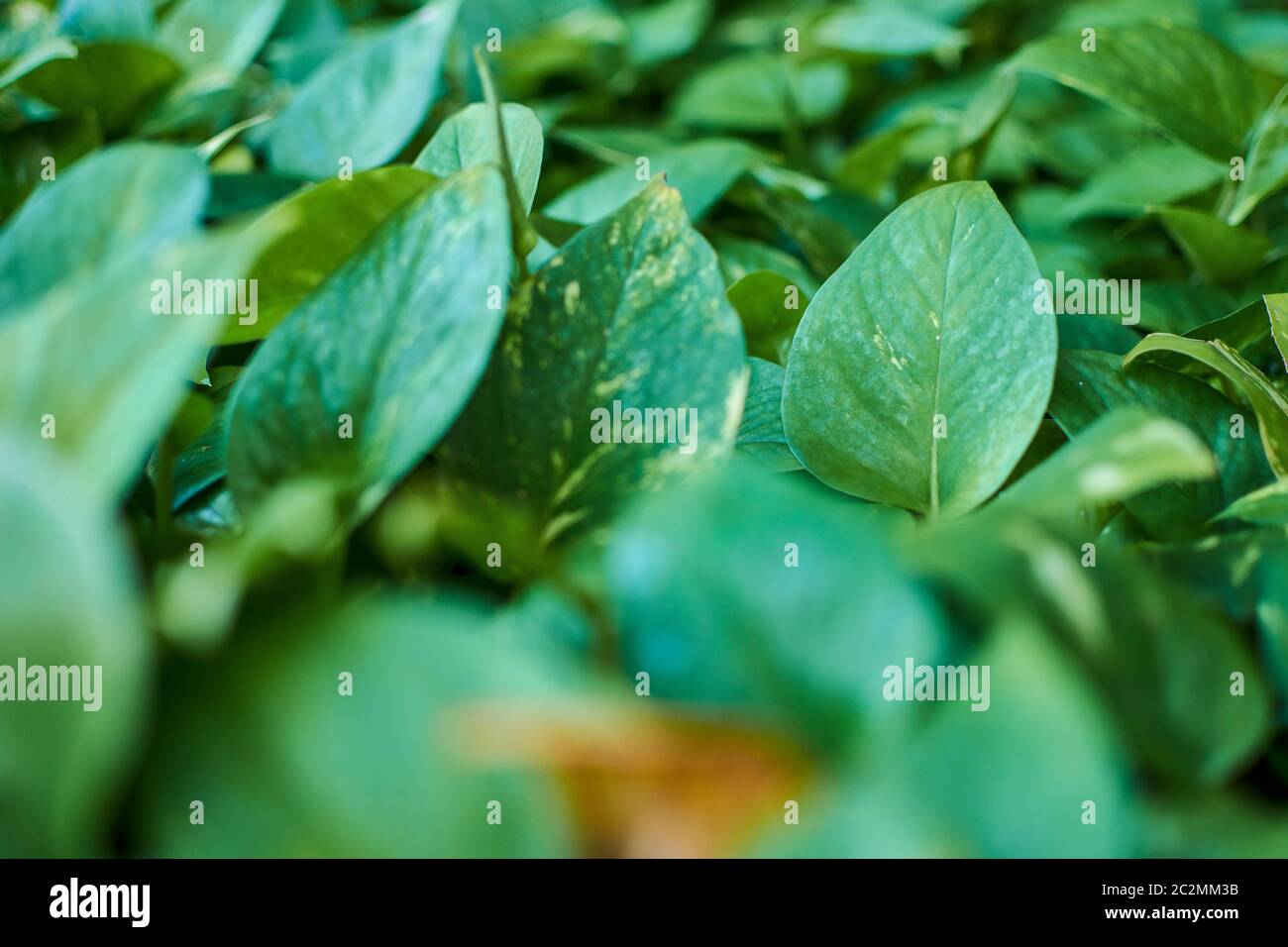 Tropical green leaves inside a flowerbed in the Mayan riviera in mexico ...