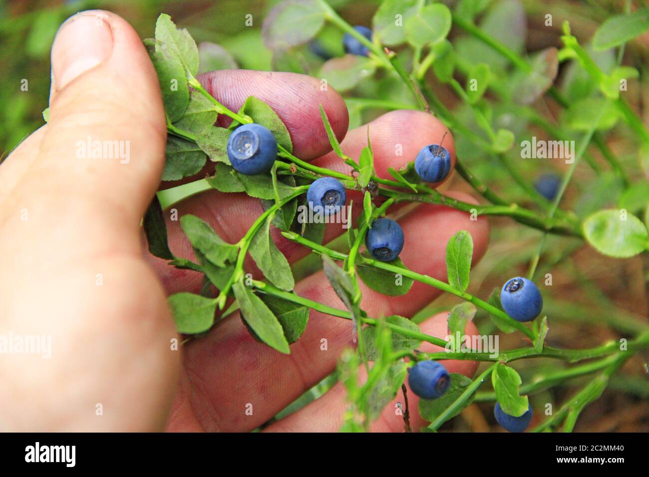 Collecting gathering harvesting hi-res stock photography and images - Alamy