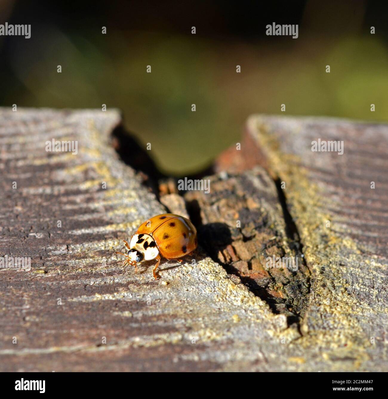 Sevenspot ladybug hi-res stock photography and images - Alamy