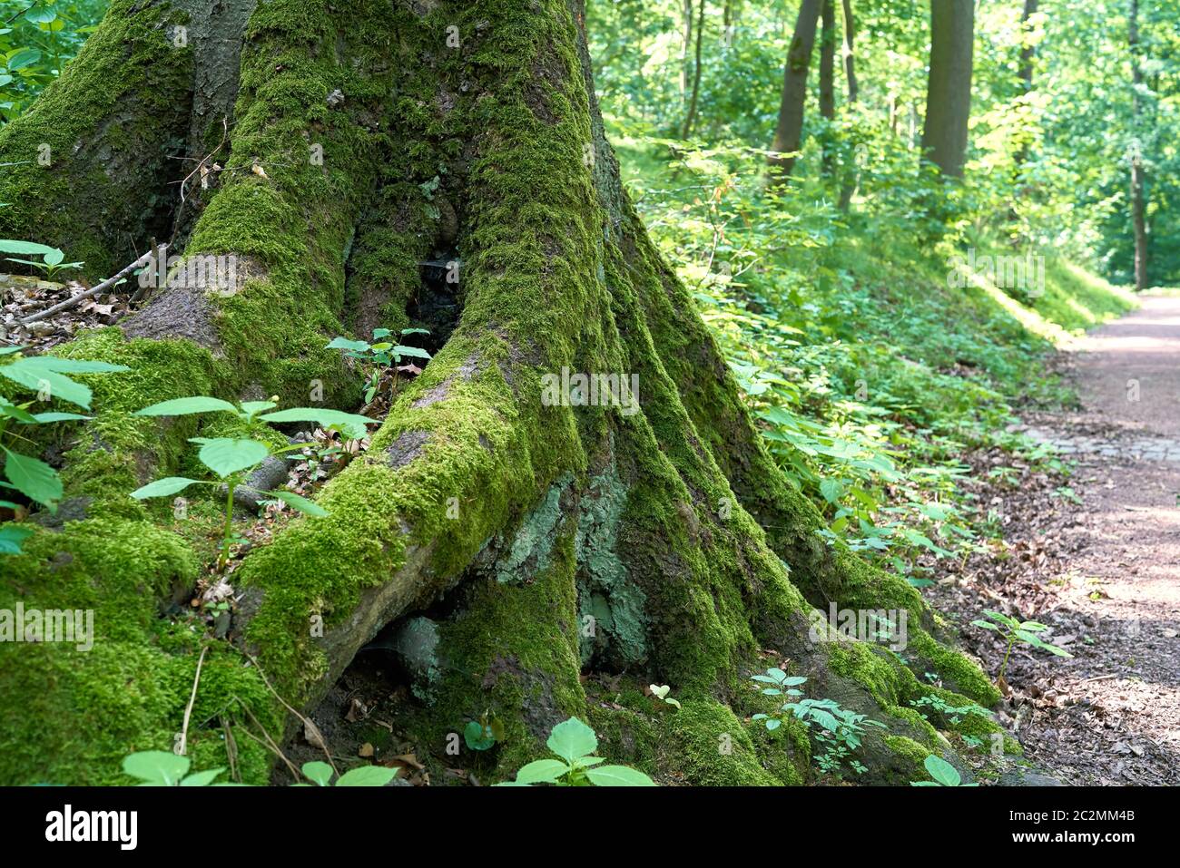 Tree trunk with tree roots on a hiking path in the Thuringian Forest ...
