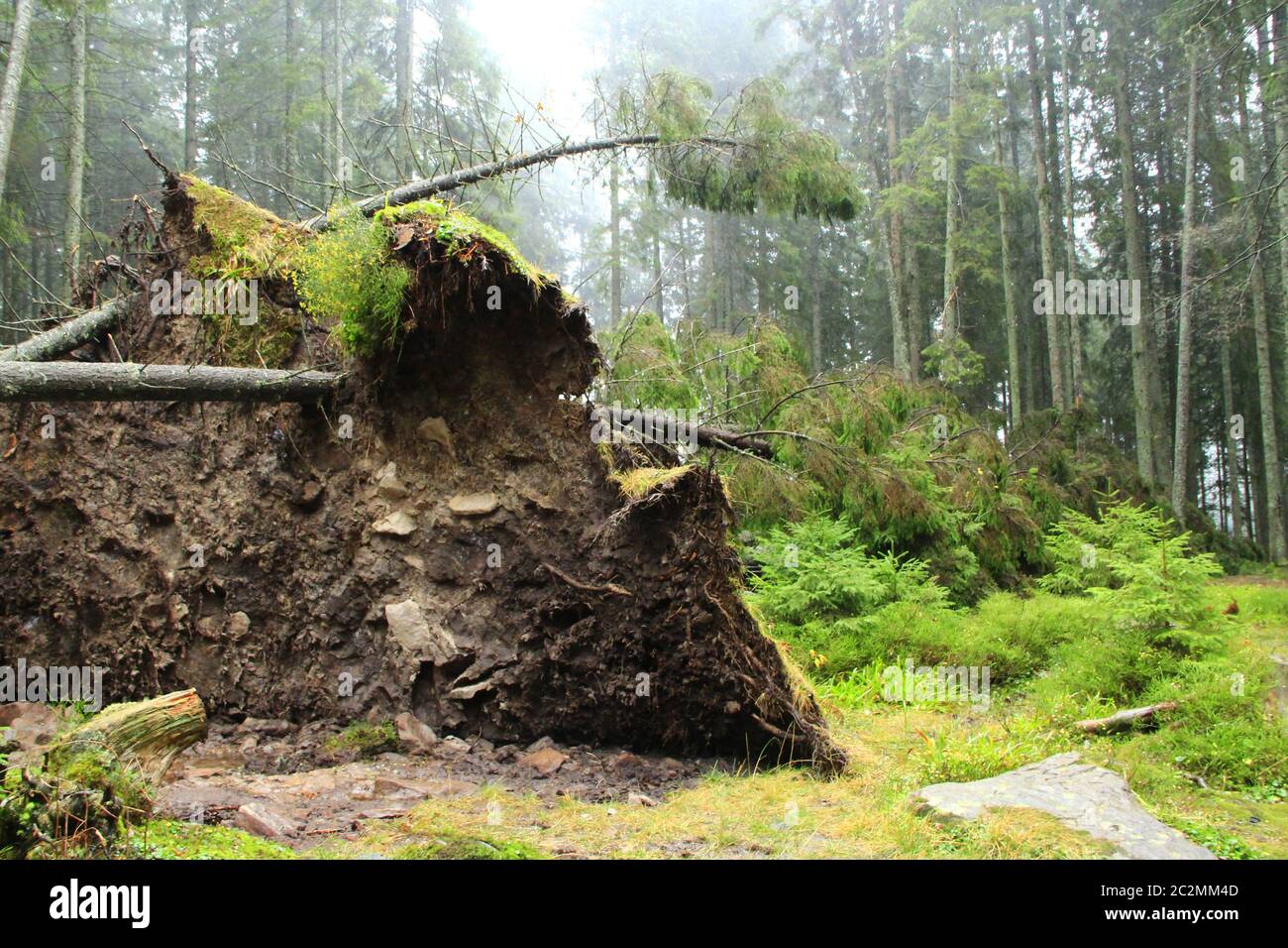 roots of a tree fallen during a storm. Pine fell under the onslaught of ...
