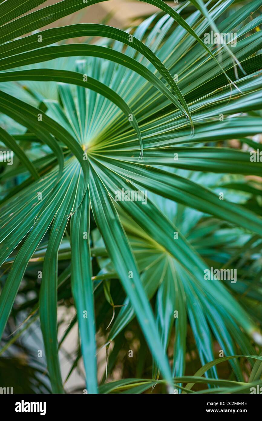 Detail of some palm leaves taken in Mexico in the Mayan Riviera during ...