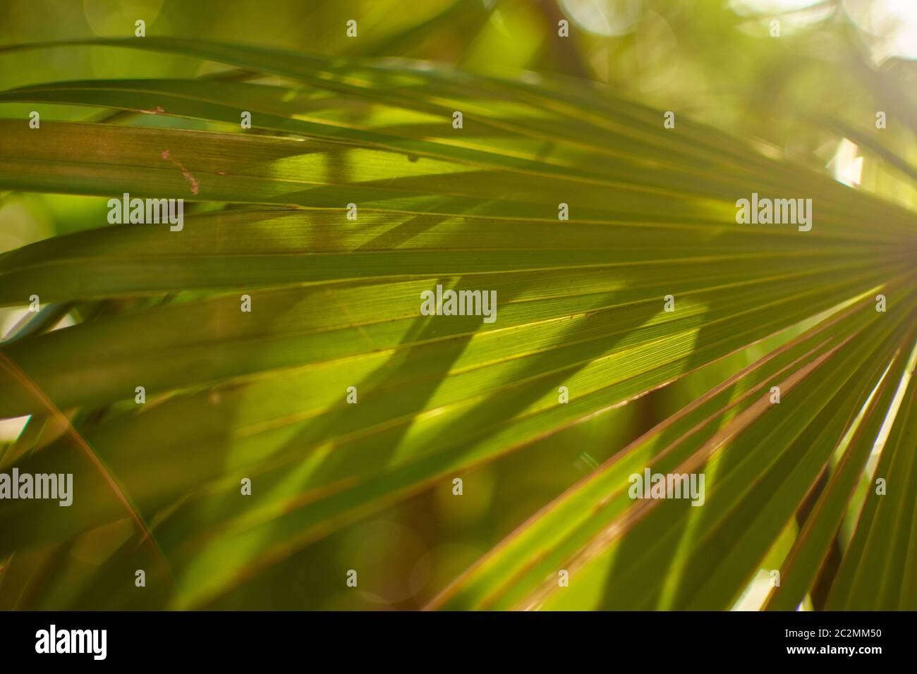 Detail of some palm leaves taken in Mexico in the Mayan Riviera during ...