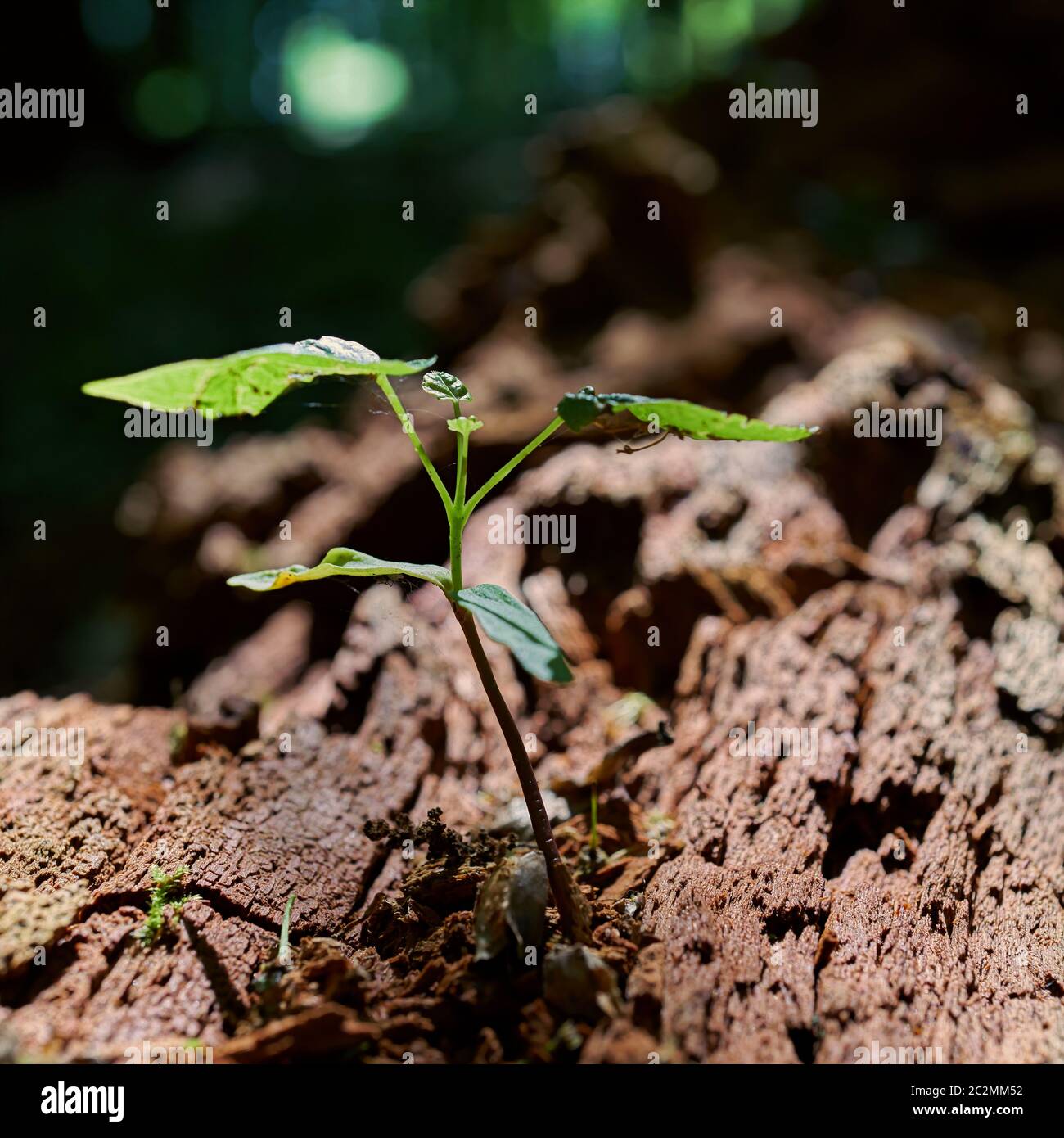 Young maple on a dead tree trunk in the Thuringian Forest in Germany ...