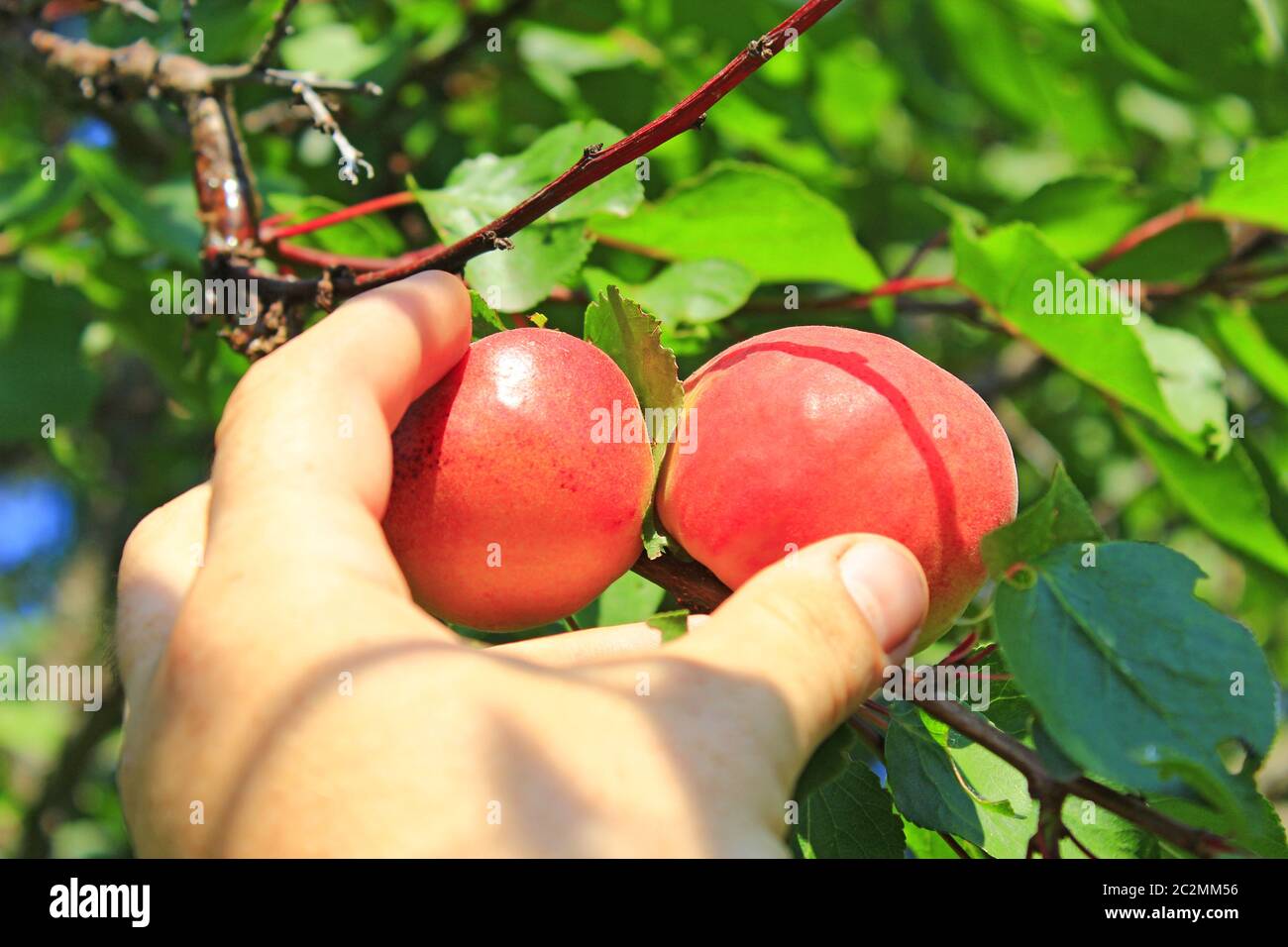 Hand tearing off ripe fruit of apricot. Apricot hanging on tree ...